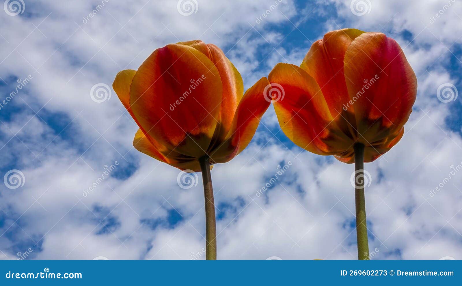 Tulips Bloom in Spring in the Botanical Garden, Bottom Up View Stock ...