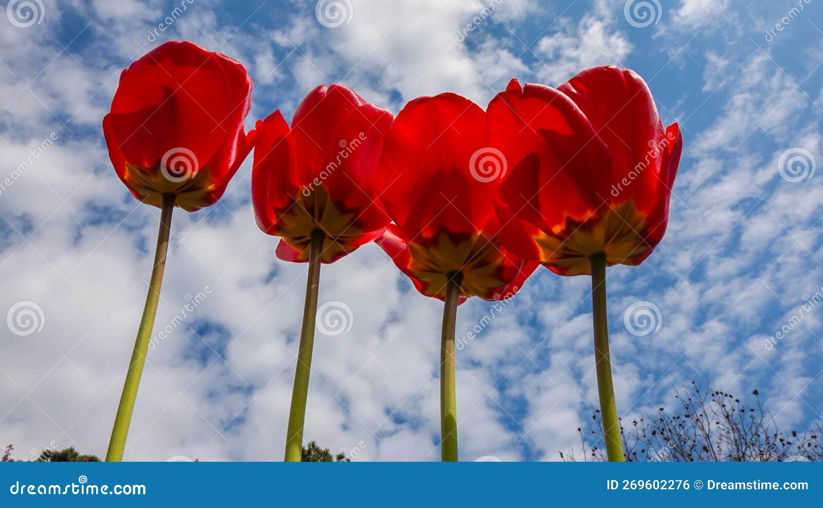 Tulips Bloom in Spring in the Botanical Garden, Bottom Up View Stock ...