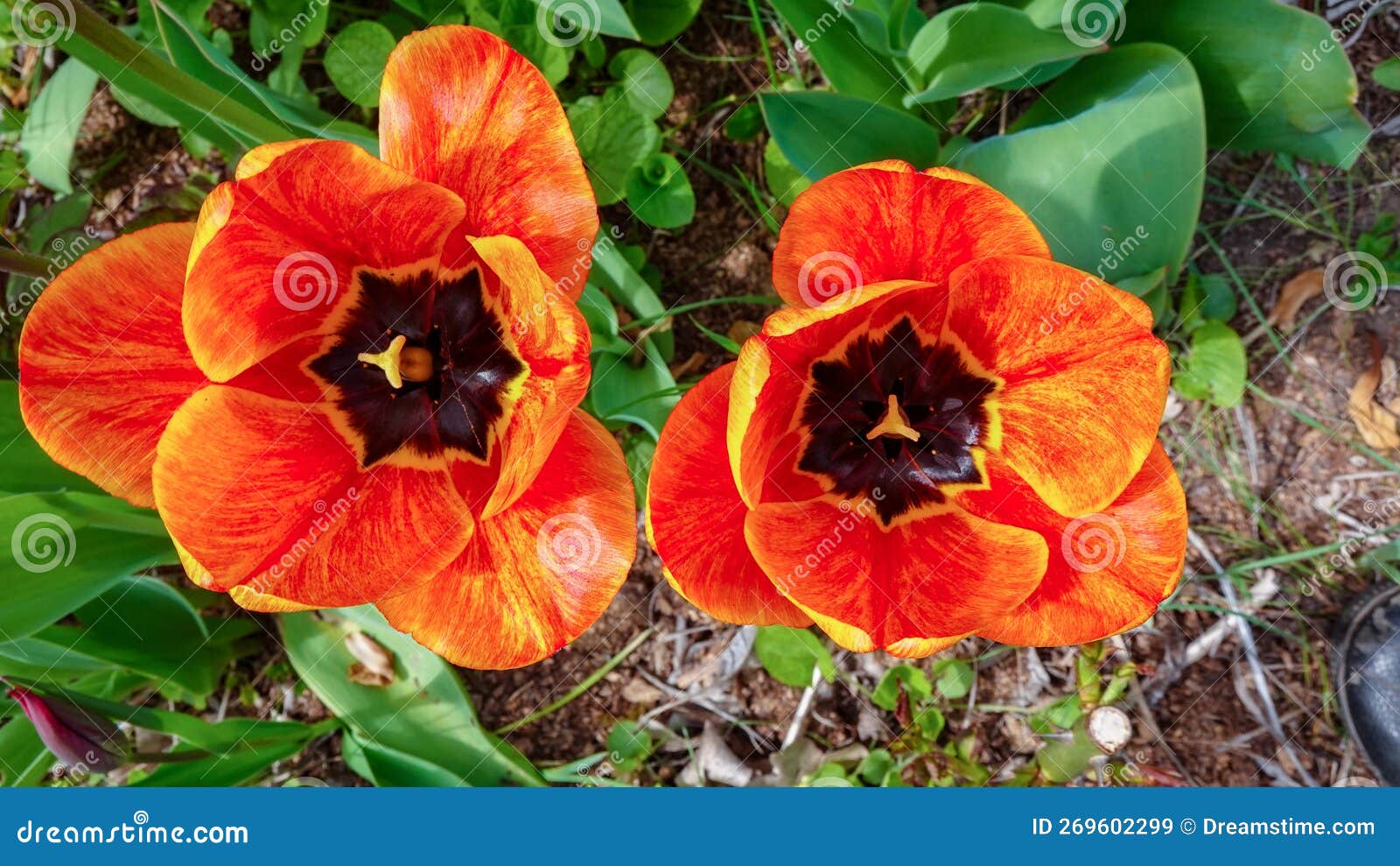 Tulips Bloom in Spring in the Botanical Garden, Top Down View Stock ...