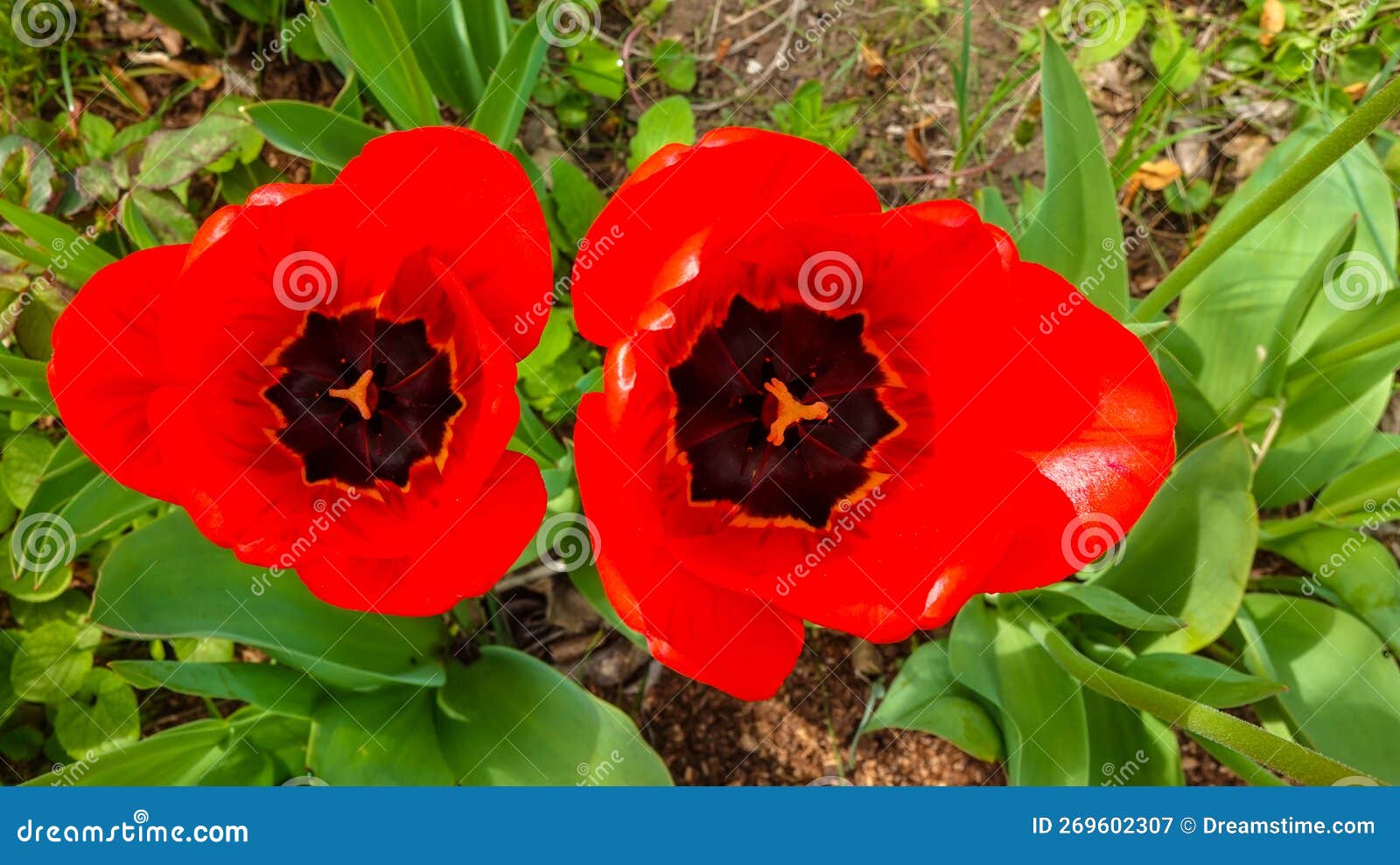 Tulips Bloom in Spring in the Botanical Garden, Top Down View Stock ...