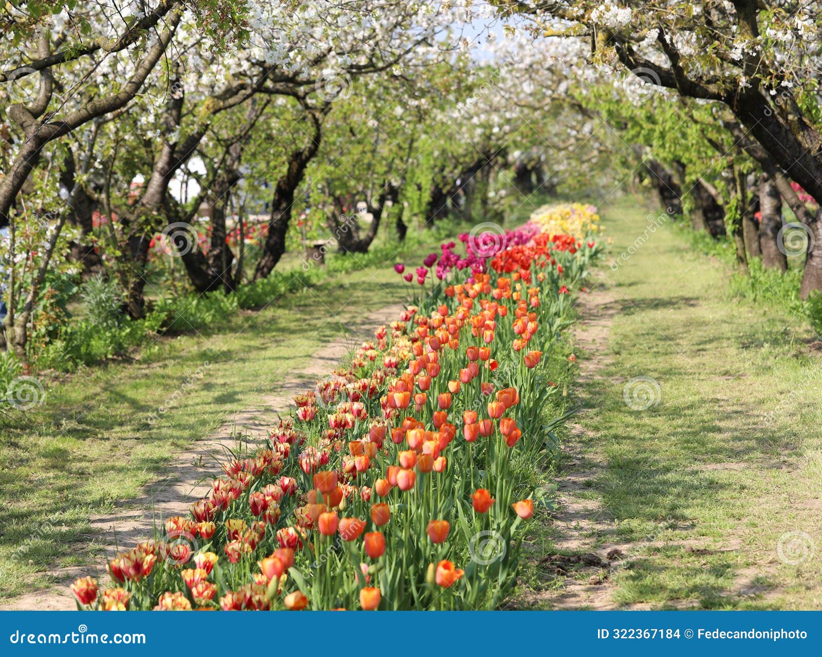 Tulips in Bloom in Spring without People and Flowering Cherry Trees ...