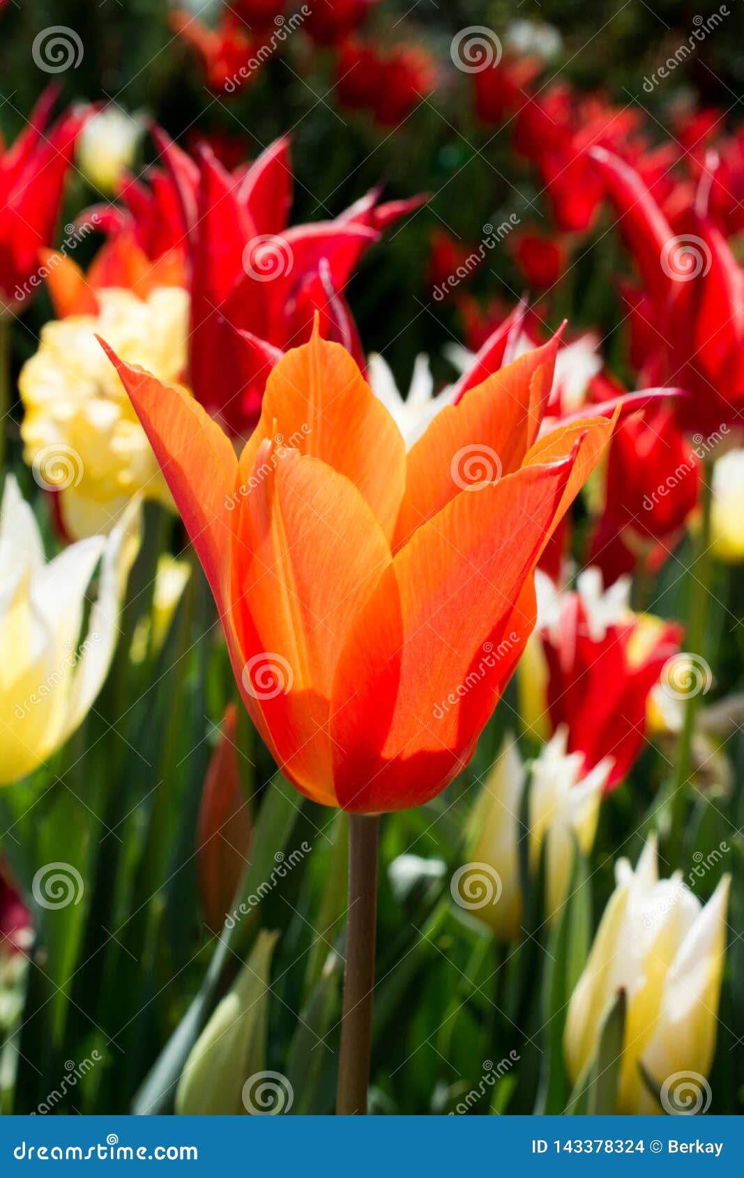 Tulips Bloom in the Spring Season Stock Photo - Image of summer, garden ...