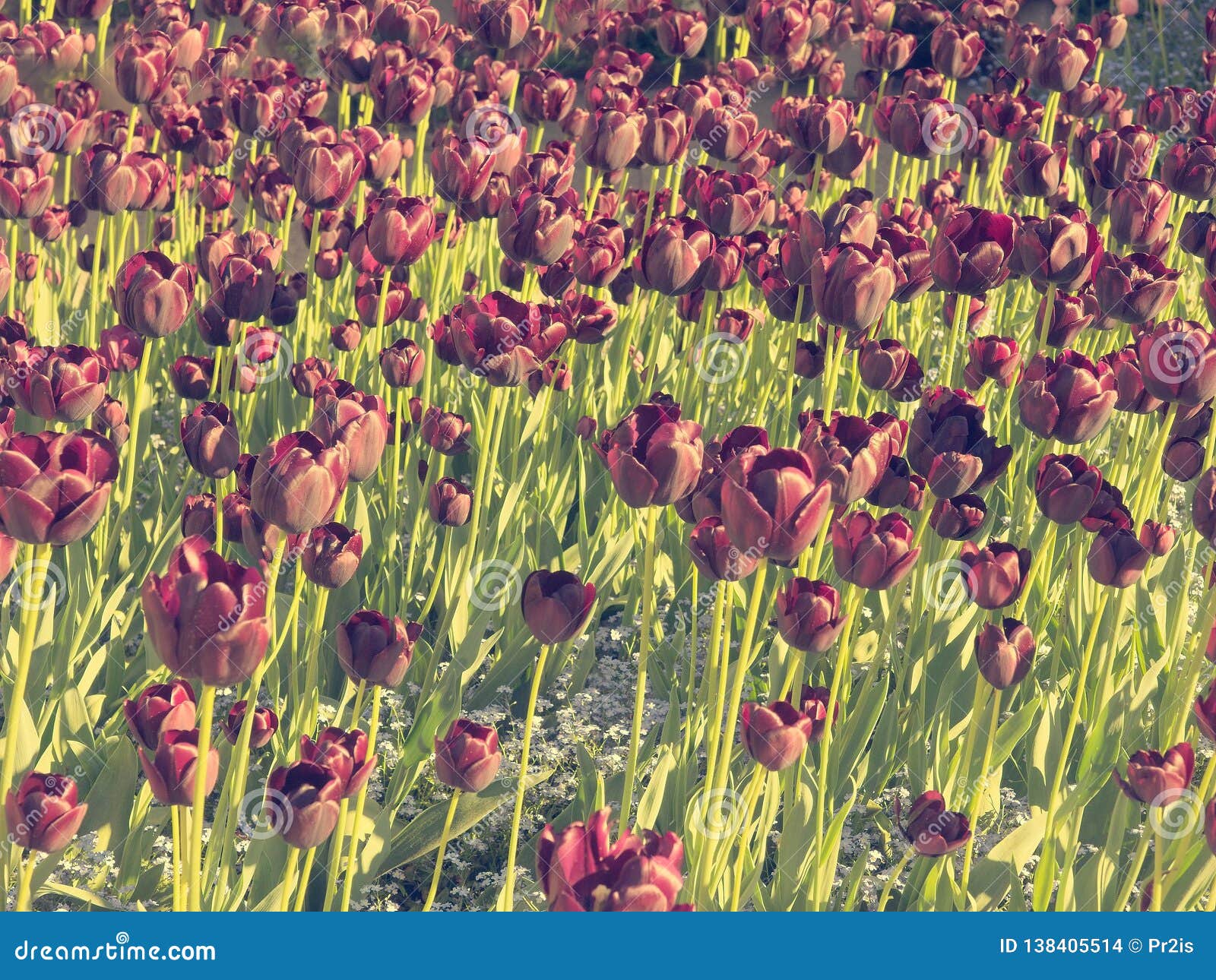 Tulips bloom, vintage look stock photo. Image of colorful - 138405514