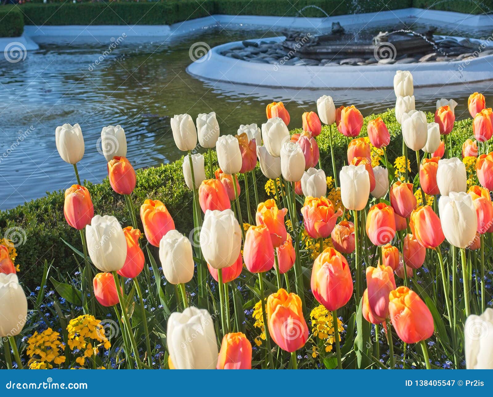 Tulips bloom, vintage look stock image. Image of flower - 138405547