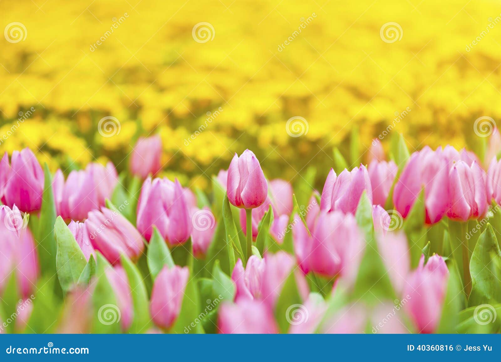 Tulips blossom in spring stock photo. Image of natural - 40360816