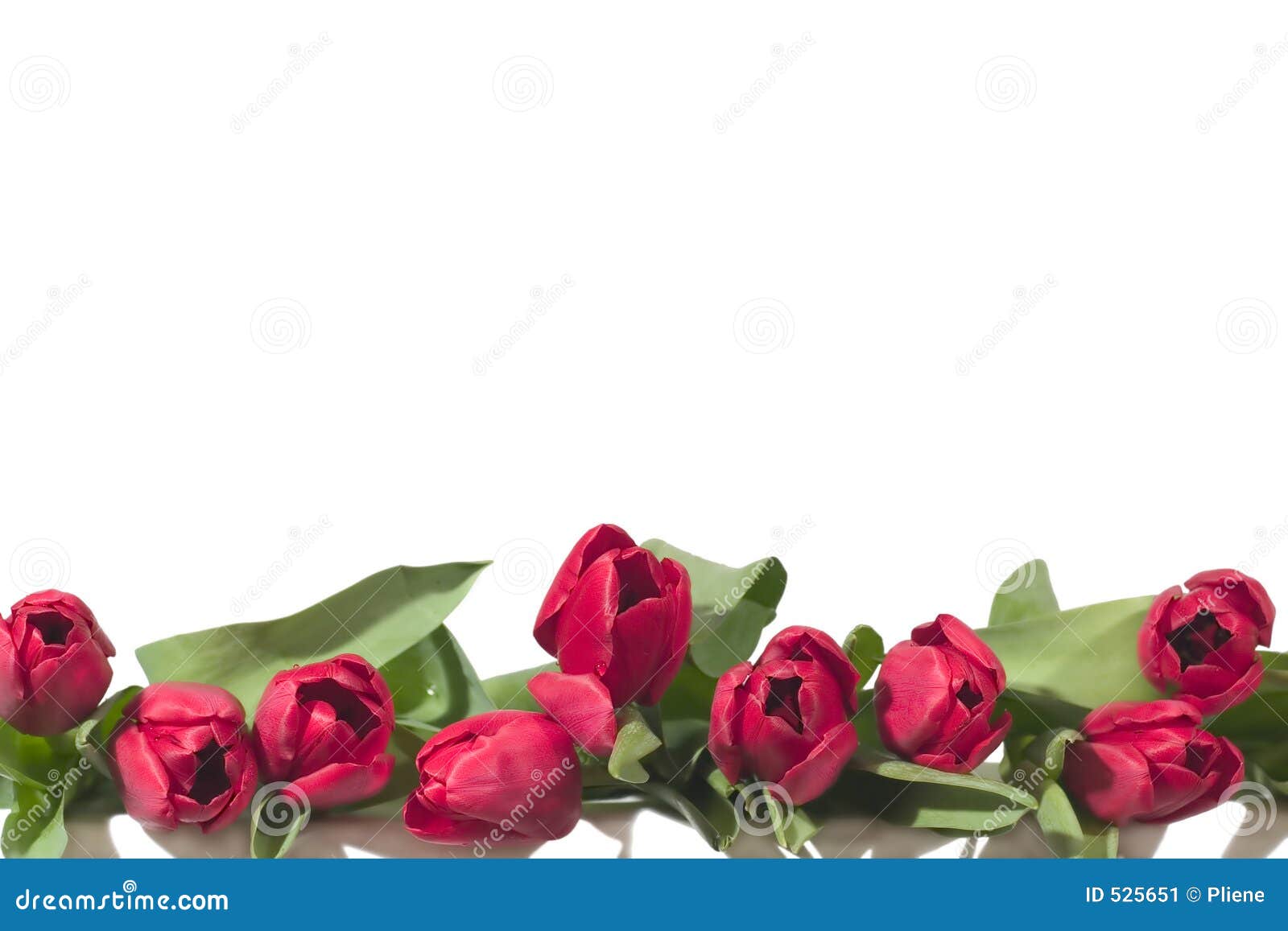 Tulips Border Stock Image - Image: 525651
