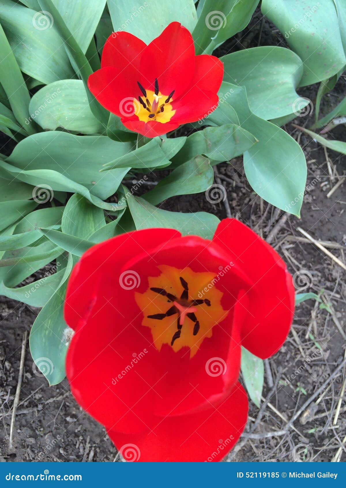 2 tulips stock image. Image of bright, flowers, spring - 52119185