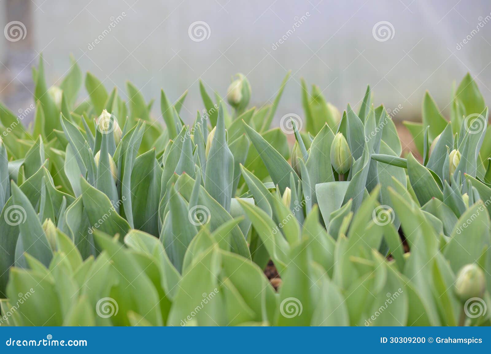 Tulip Buds stock photo. Image of seasonal, season, stem - 30309200