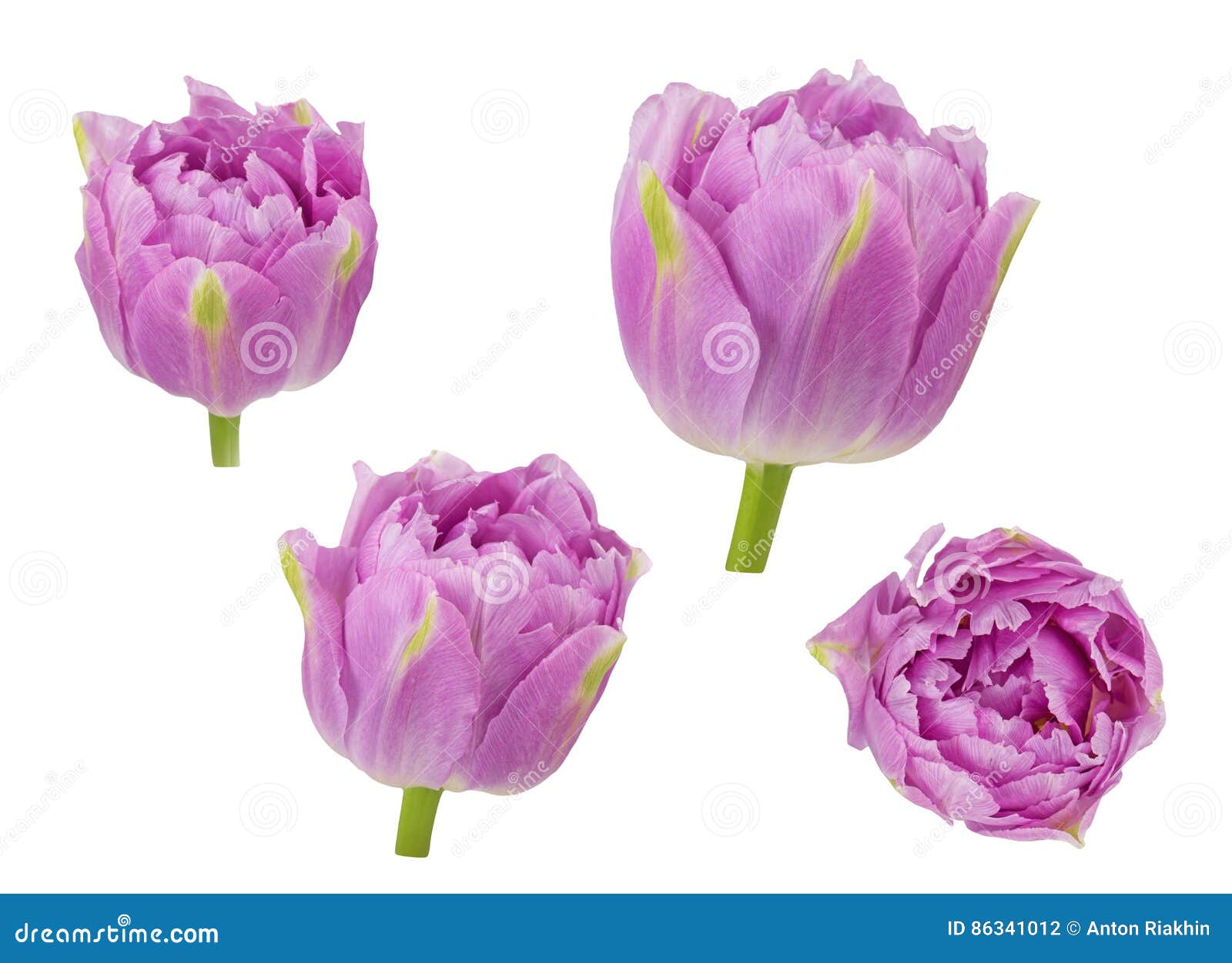 Tulips Buds in Different Camera Angles Isolated on White Background ...