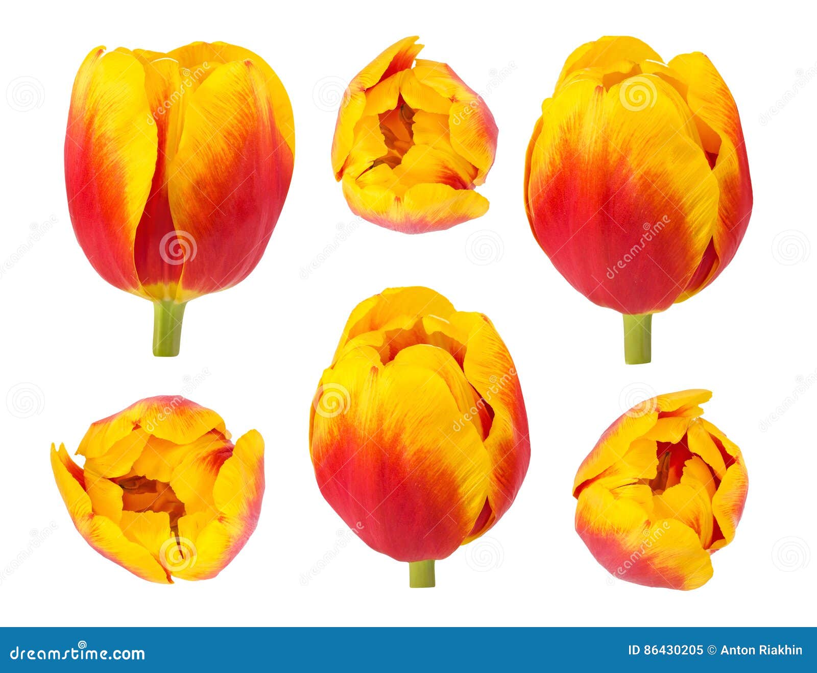 Tulips Buds in Different Camera Angles Isolated on White Background ...