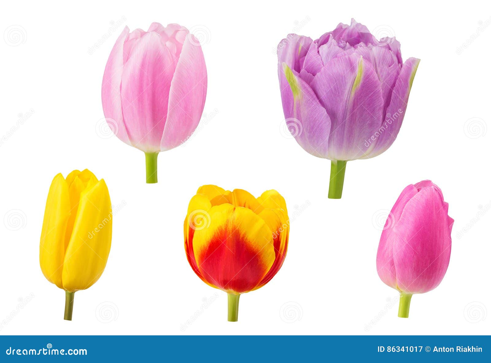 Tulips Buds in Different Camera Angles Isolated on White Background ...