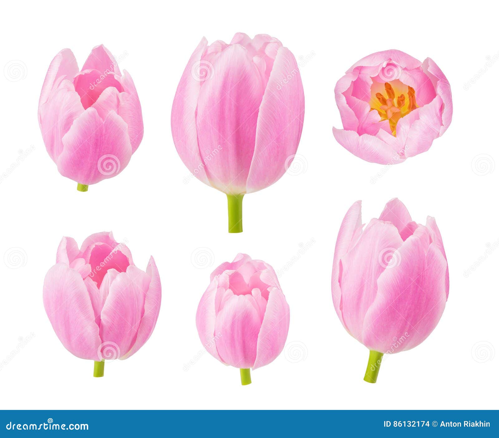 Tulips Buds in Different Camera Angles Isolated on White Background ...