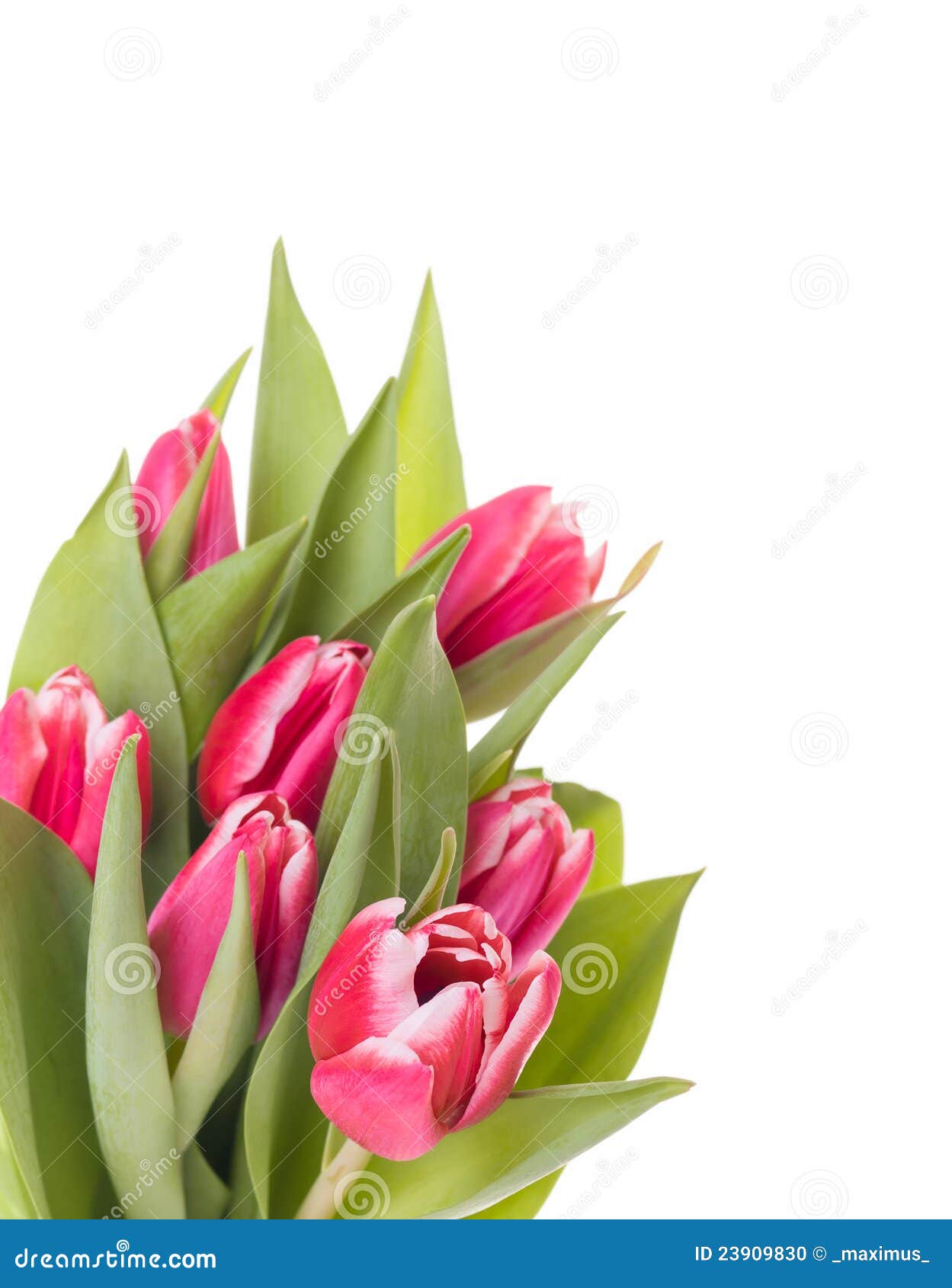 Tulips bunch isolated stock photo. Image of floral, bouquet - 23909830