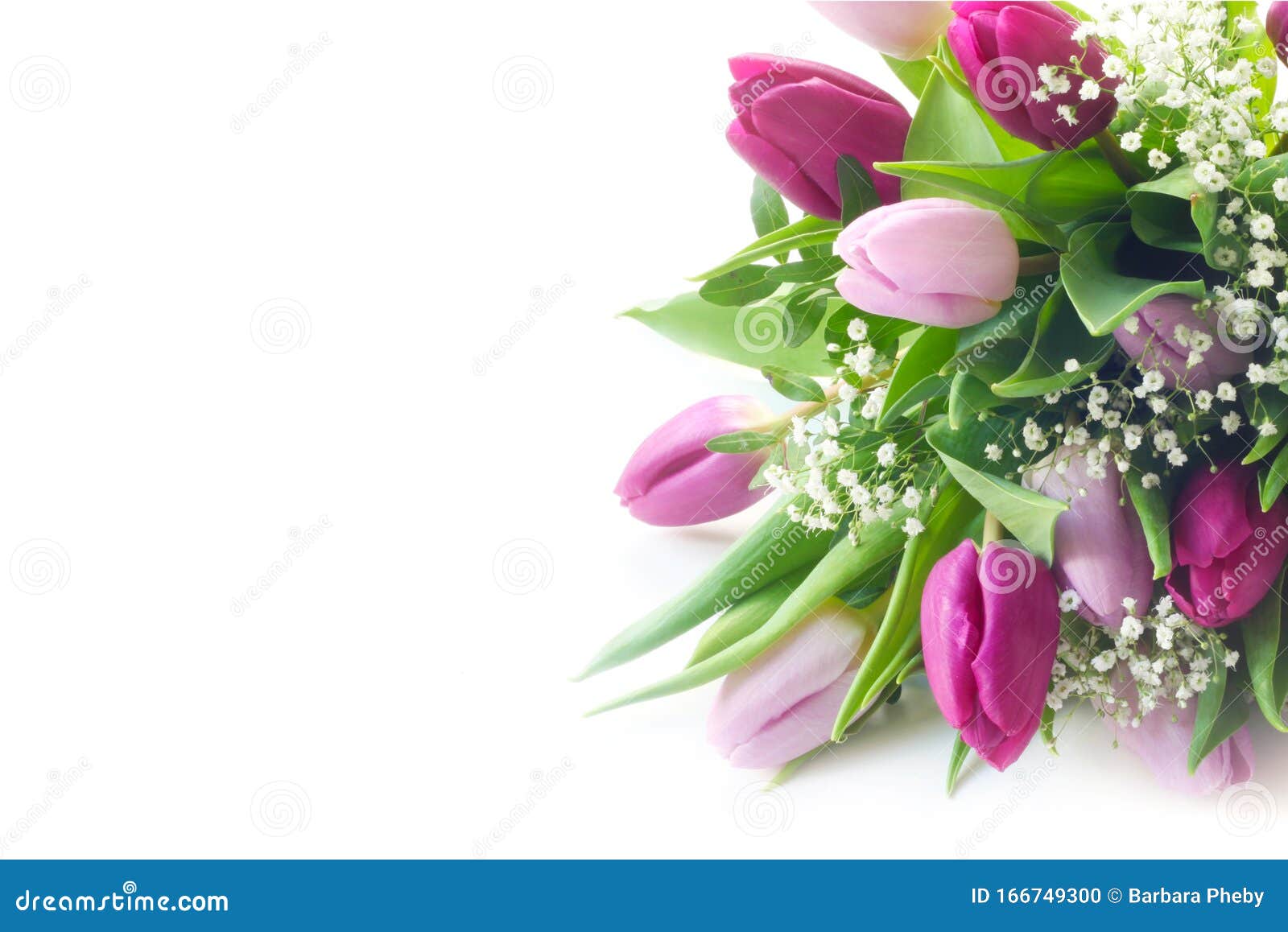 Tulips stock photo. Image of present, background, space - 166749300