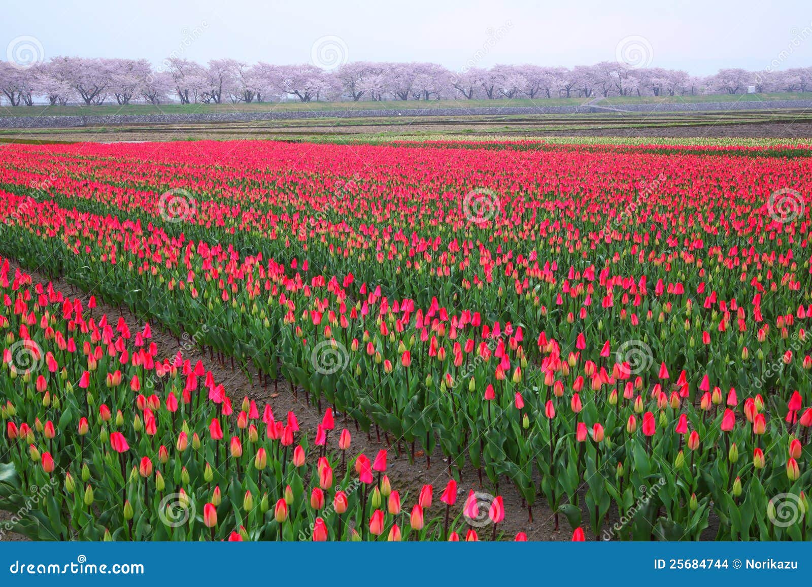 Tulips and cherry tree stock photo. Image of garden, green - 25684744