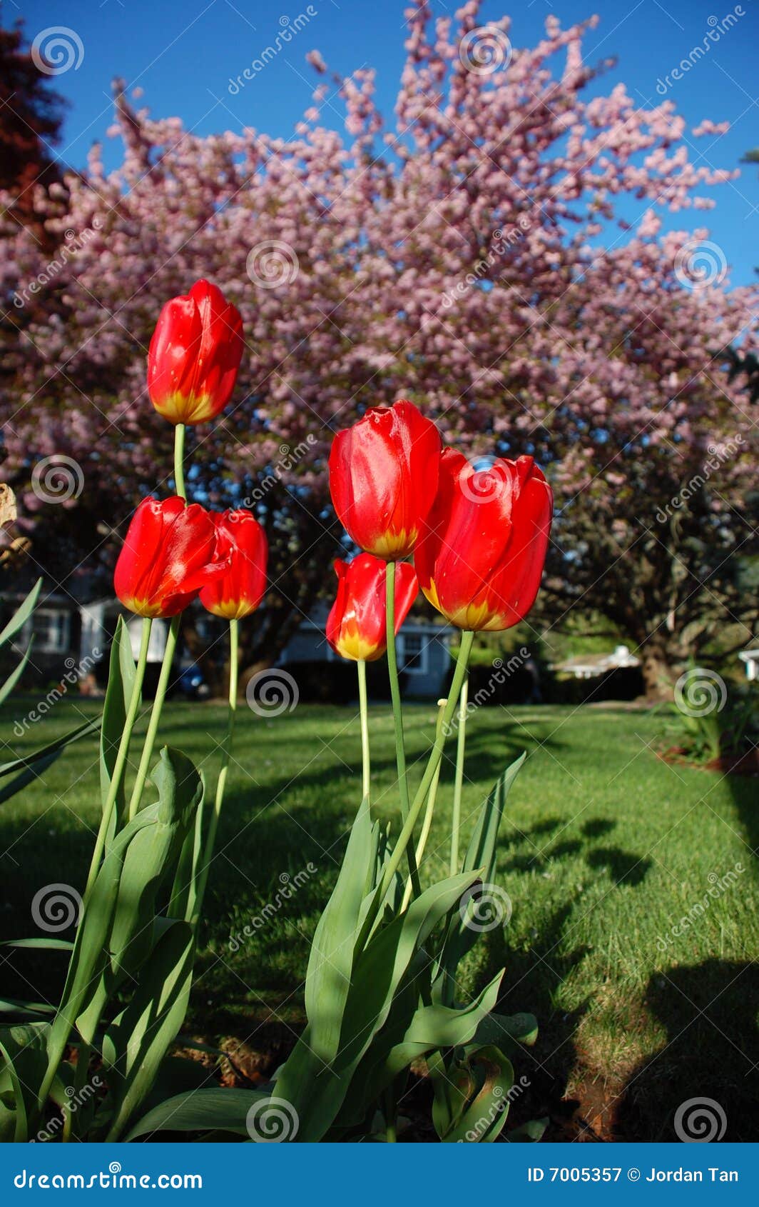 Tulips and cherry trees stock image. Image of blossom - 7005357