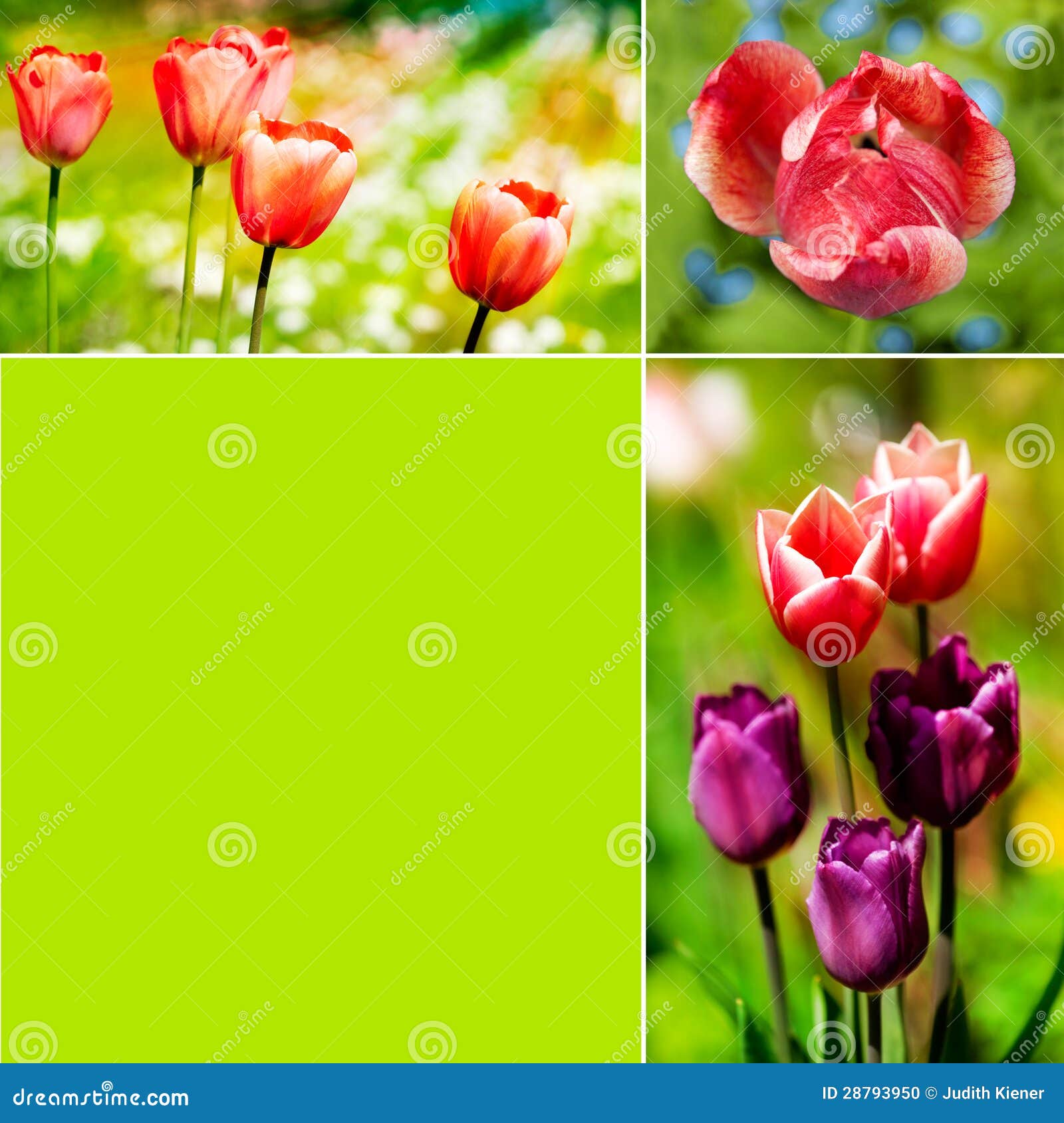 Tulips collage stock photo. Image of still, floristry - 28793950