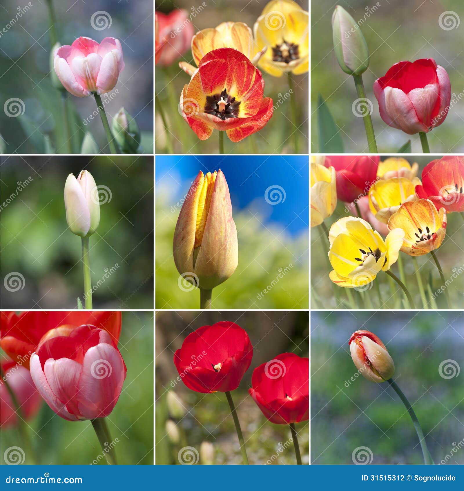 Tulips collage stock photo. Image of buds, pretty, gift - 31515312