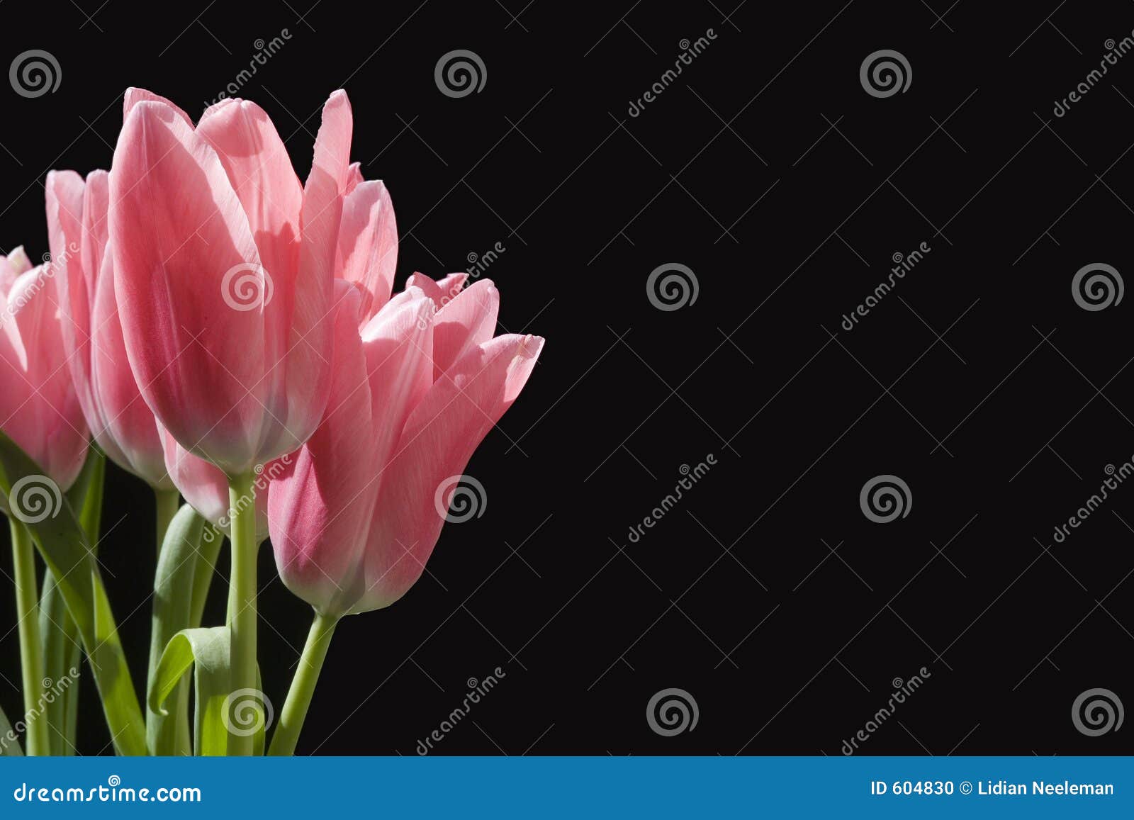 Tulips with copy space stock photo. Image of dutch, petals - 604830