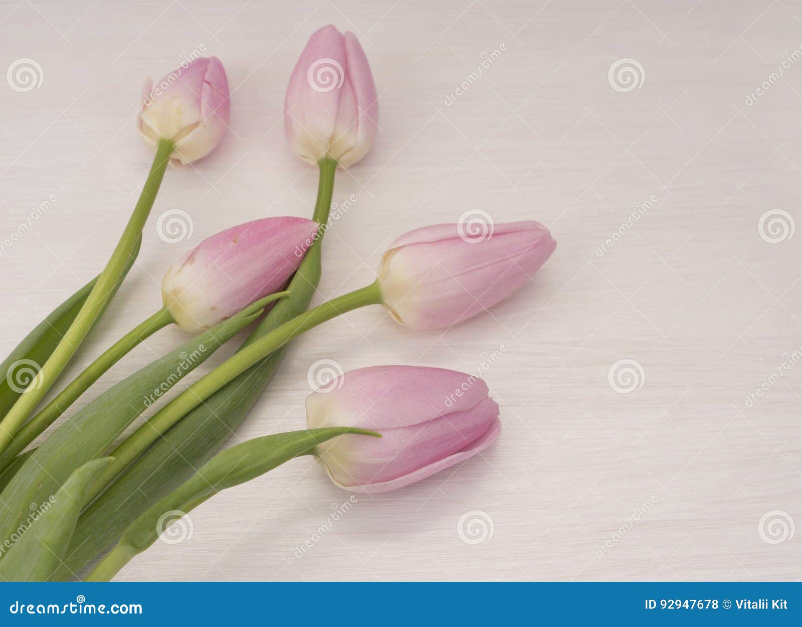 Tulips with Copy Space for Text. Stock Photo - Image of flower ...