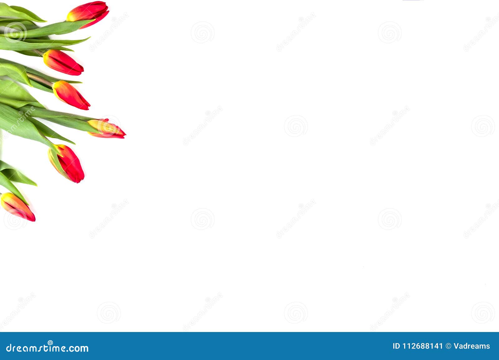 Tulips in a Corner of the Frame on a White Background Stock Image ...
