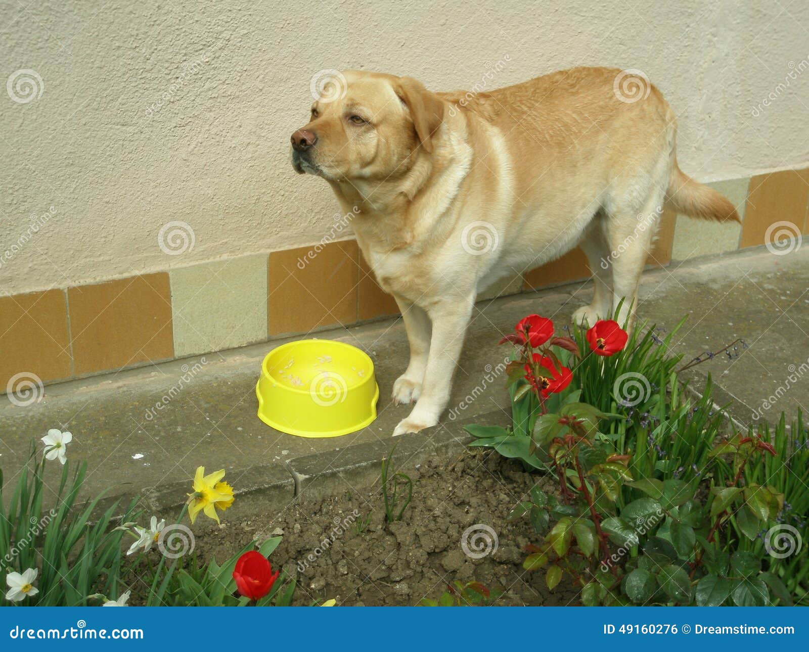 Tulips, Daffodils and Bruno a Labrador Stock Photo - Image of world ...