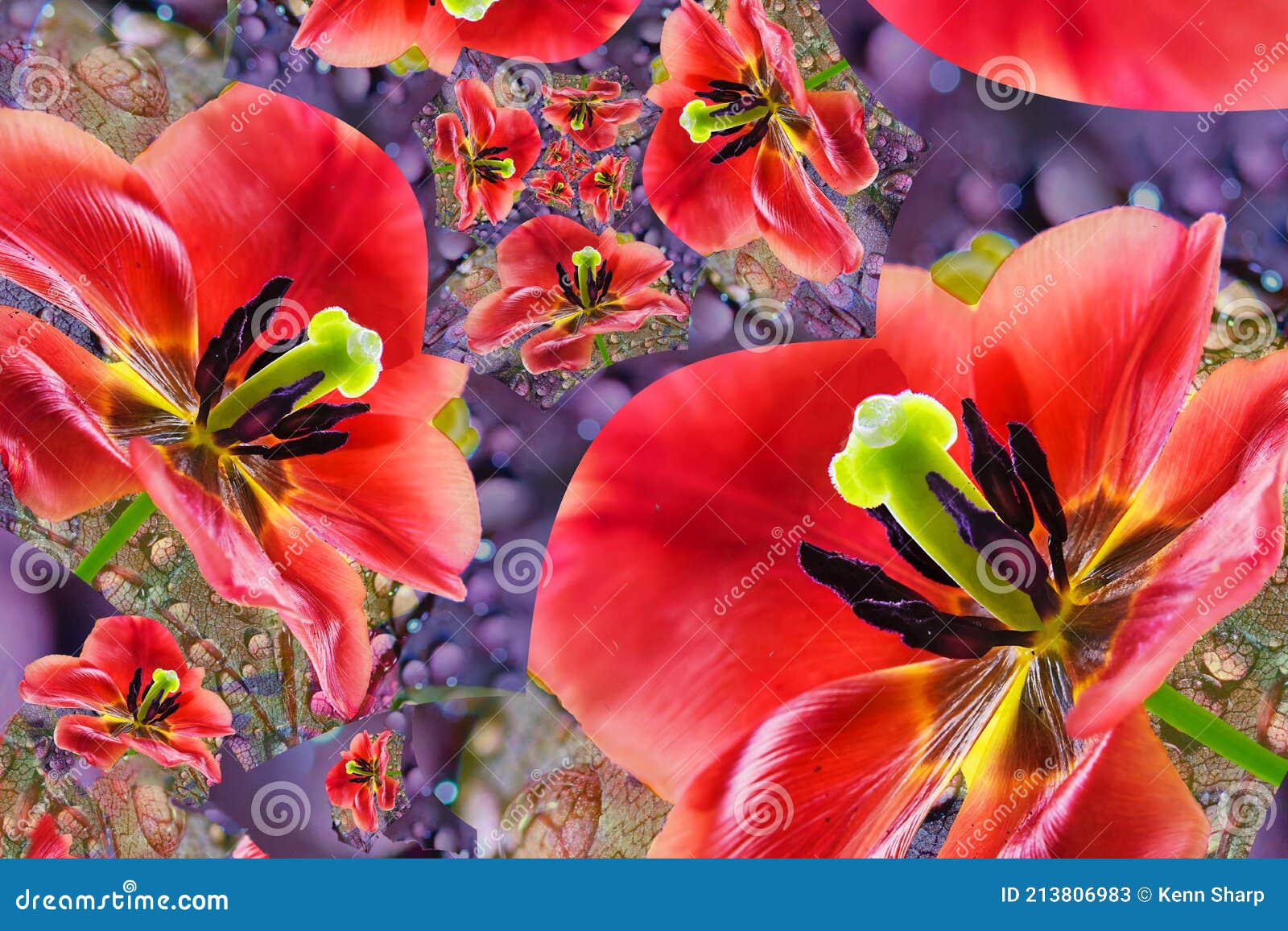 Tulips dancing in the rain stock image. Image of petals - 213806983