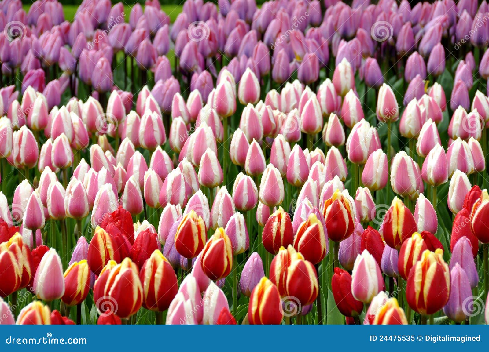 Tulips in different colors stock image. Image of colors - 24475535