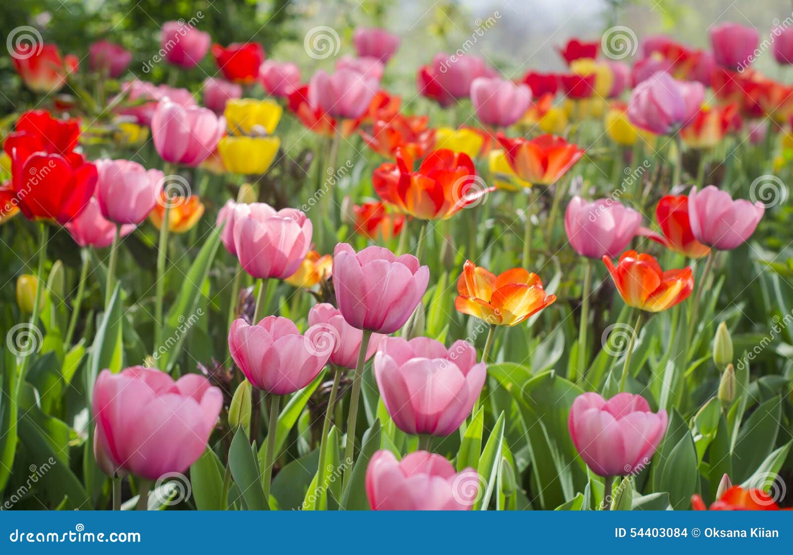 Tulips of different colors stock photo. Image of springtime - 54403084