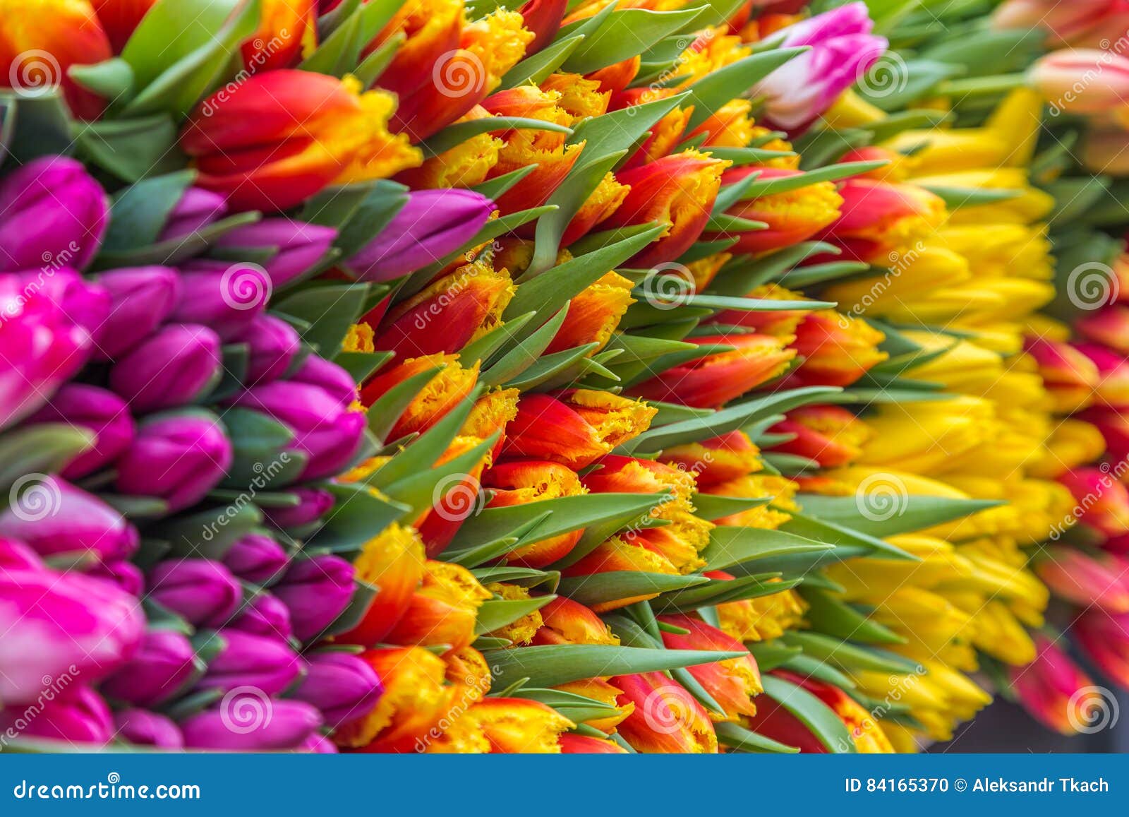 Tulips stock photo. Image of yellow, color, plant, green - 84165370