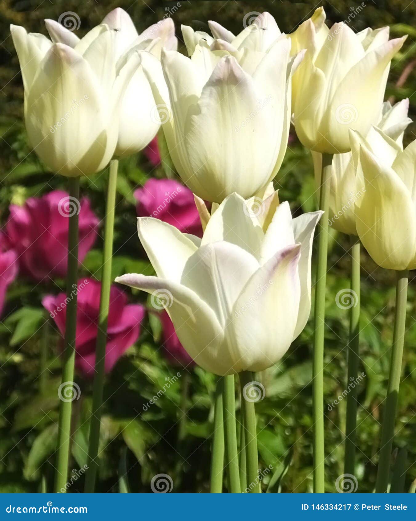 Tulips Elegant Lady in Walled Gardens Stock Image - Image of absalon ...