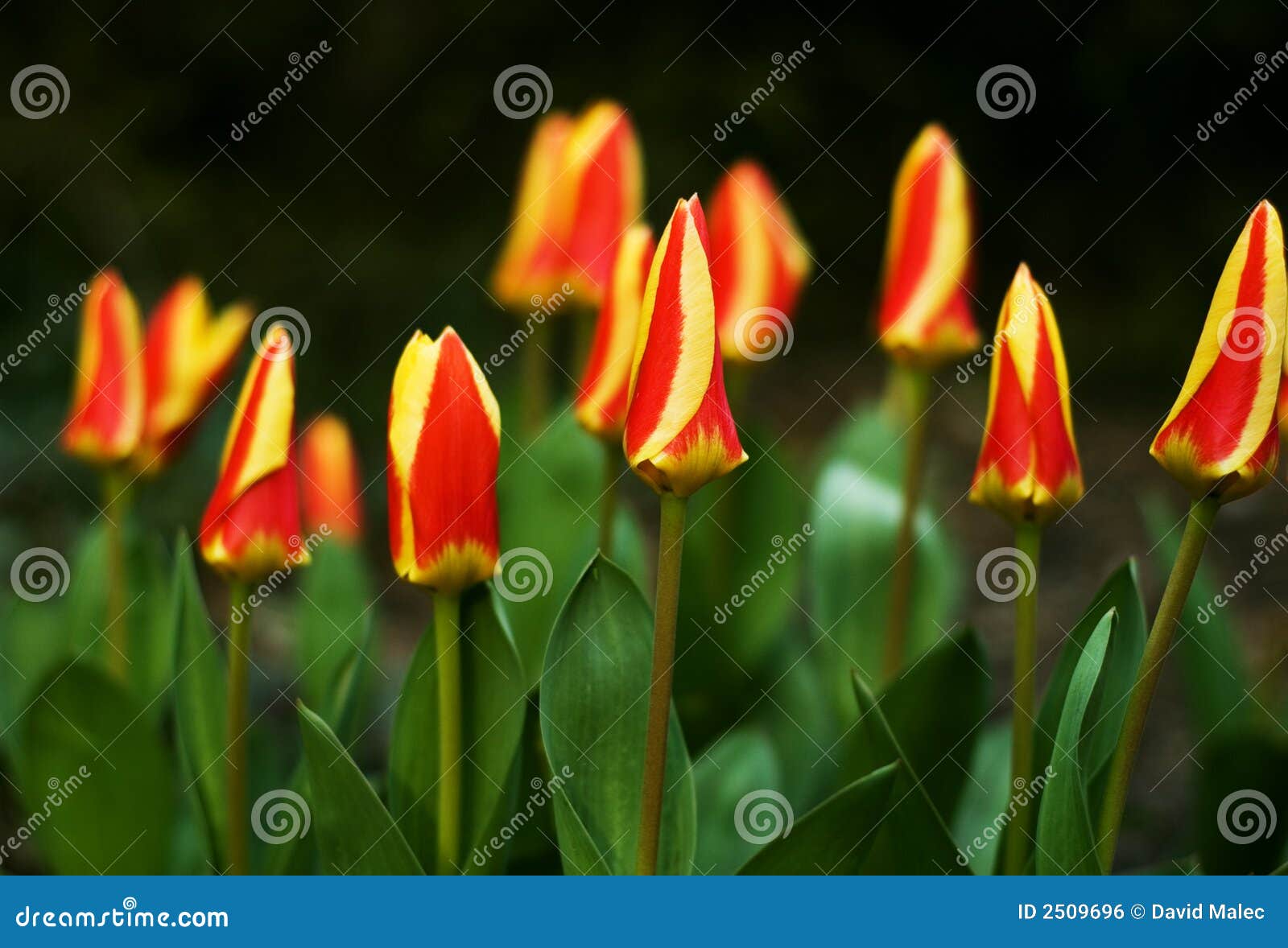 Tulips family stock photo. Image of abstract, love, flower - 2509696