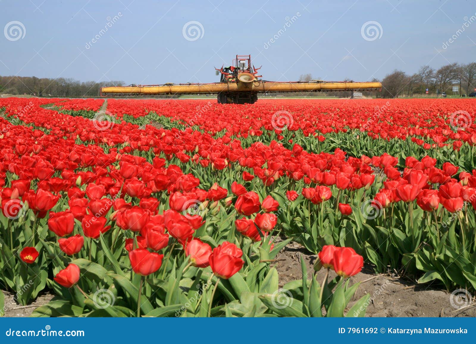 Tulips Farm in Netherlands. Stock Photo - Image of farmer, harrow: 7961692