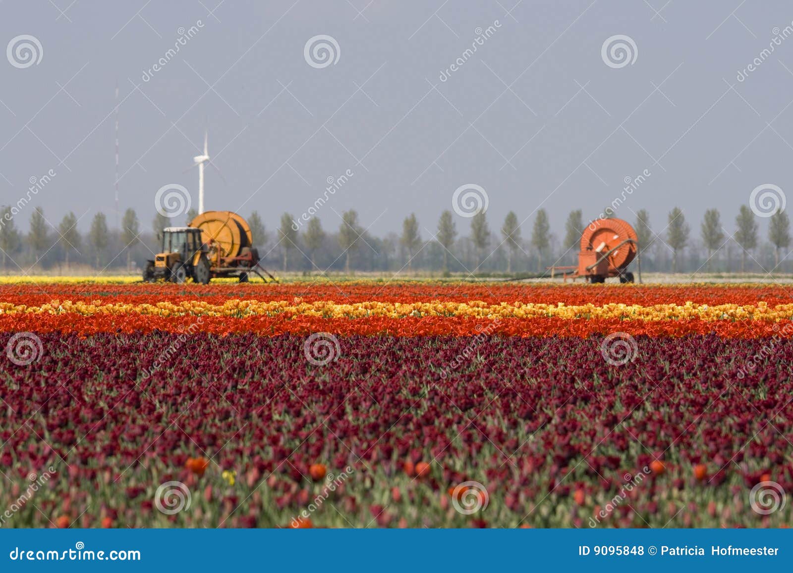Tulips farming stock photo. Image of dutch, field, fresh - 9095848