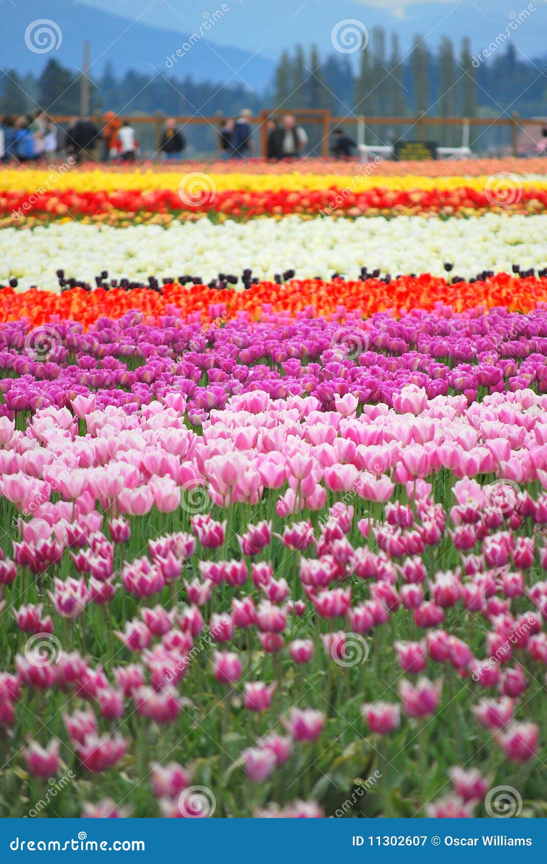 Tulips in a field stock image. Image of colors, perennials - 11302607