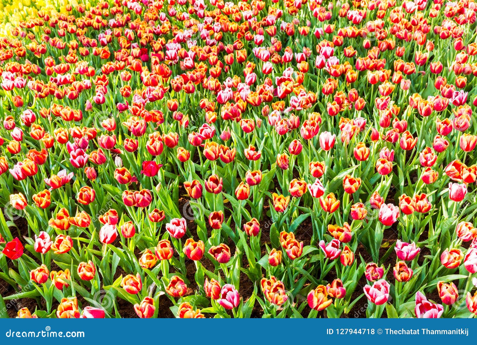 Tulips field stock photo. Image of schans, natural, landscape - 127944718