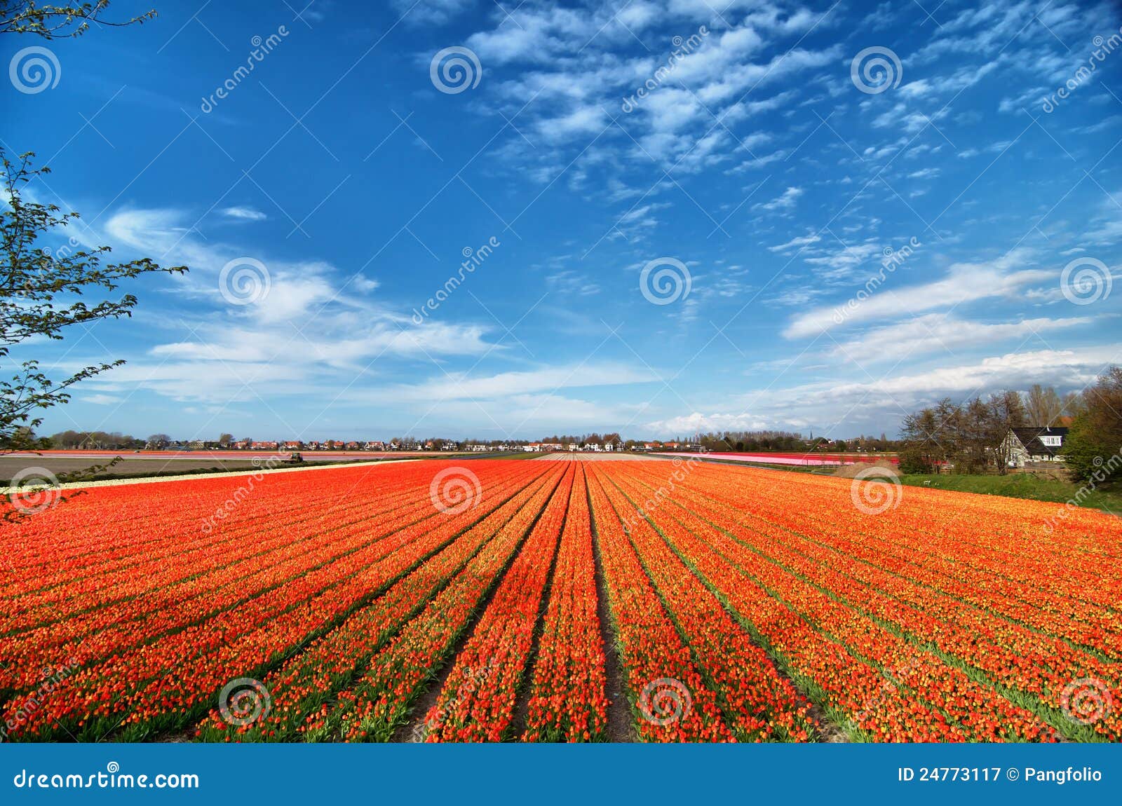 Tulips field stock image. Image of blooming, beauty, orange - 24773117