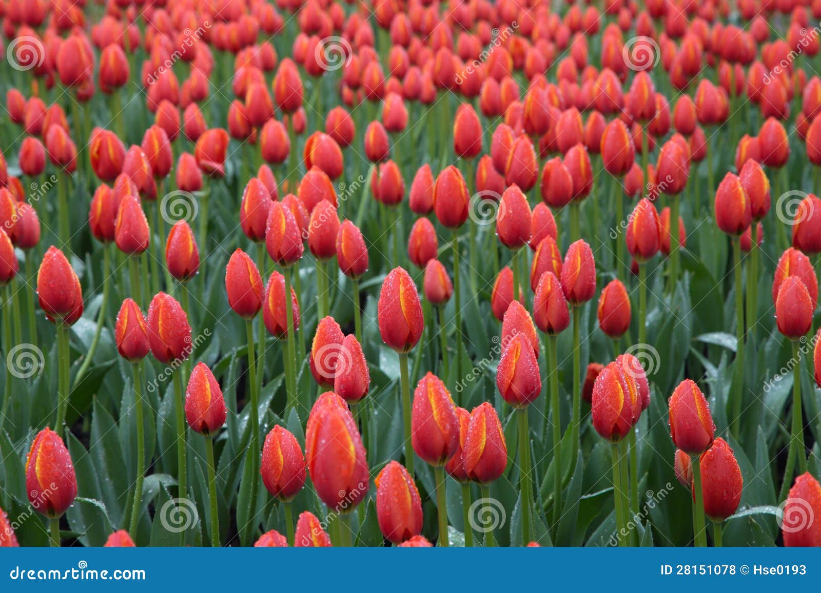 Tulips field stock photo. Image of green, flower, tulip - 28151078