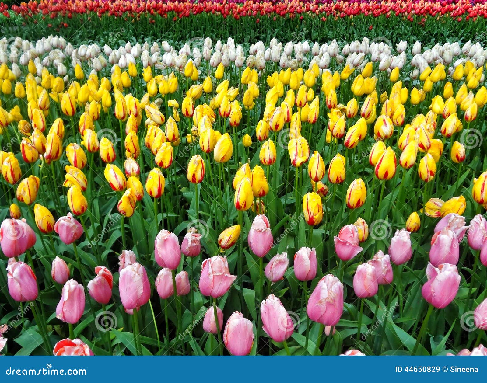 Tulips field stock image. Image of tulips, nature, colorful - 44650829