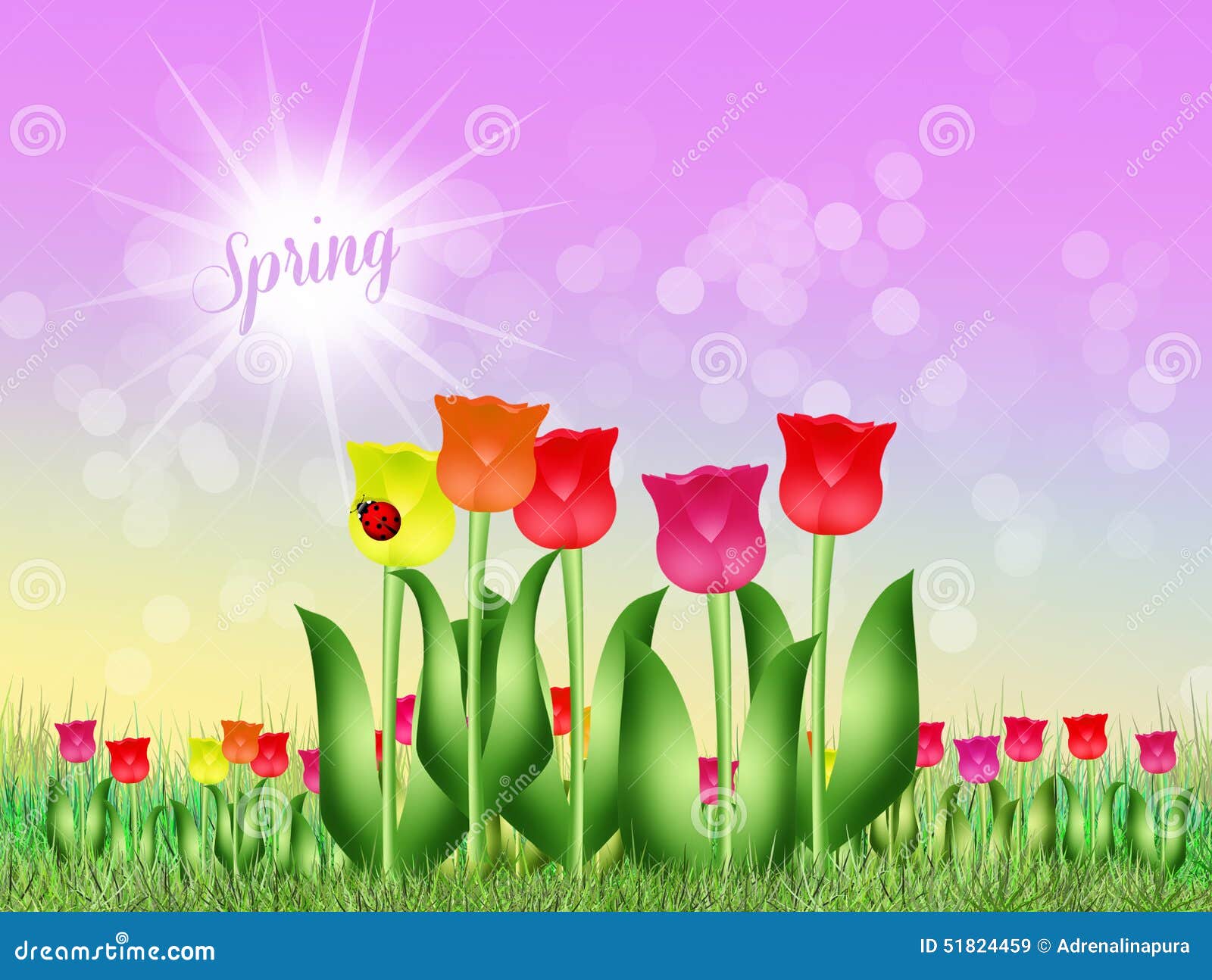 Tulips field in spring stock illustration. Illustration of agriculture ...
