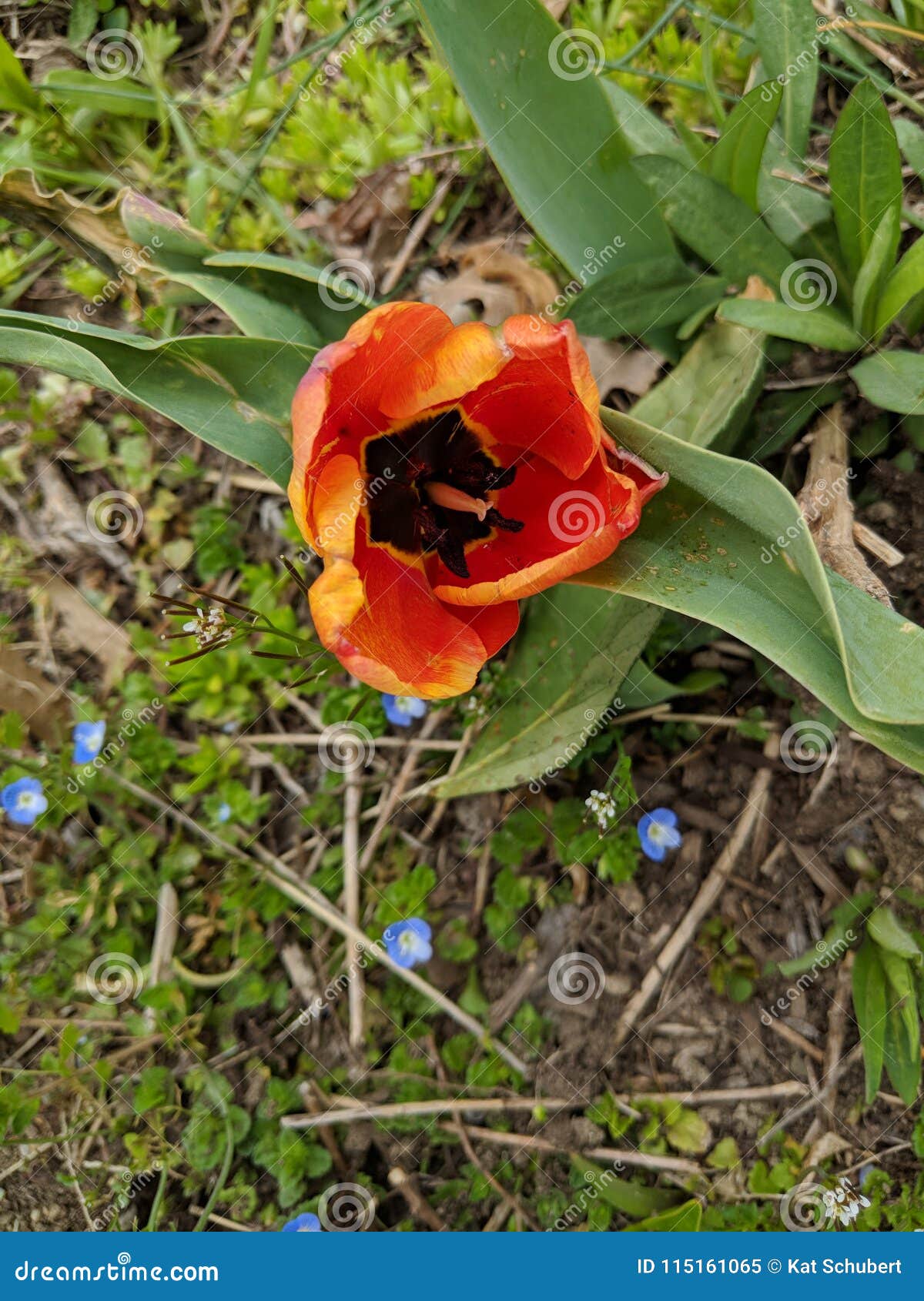 Tulips on fire stock image. Image of tulips, fire, orange - 115161065