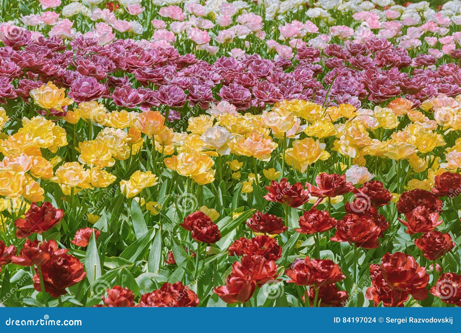 Tulips Flower Bed stock photo. Image of flora, perennial - 84197024