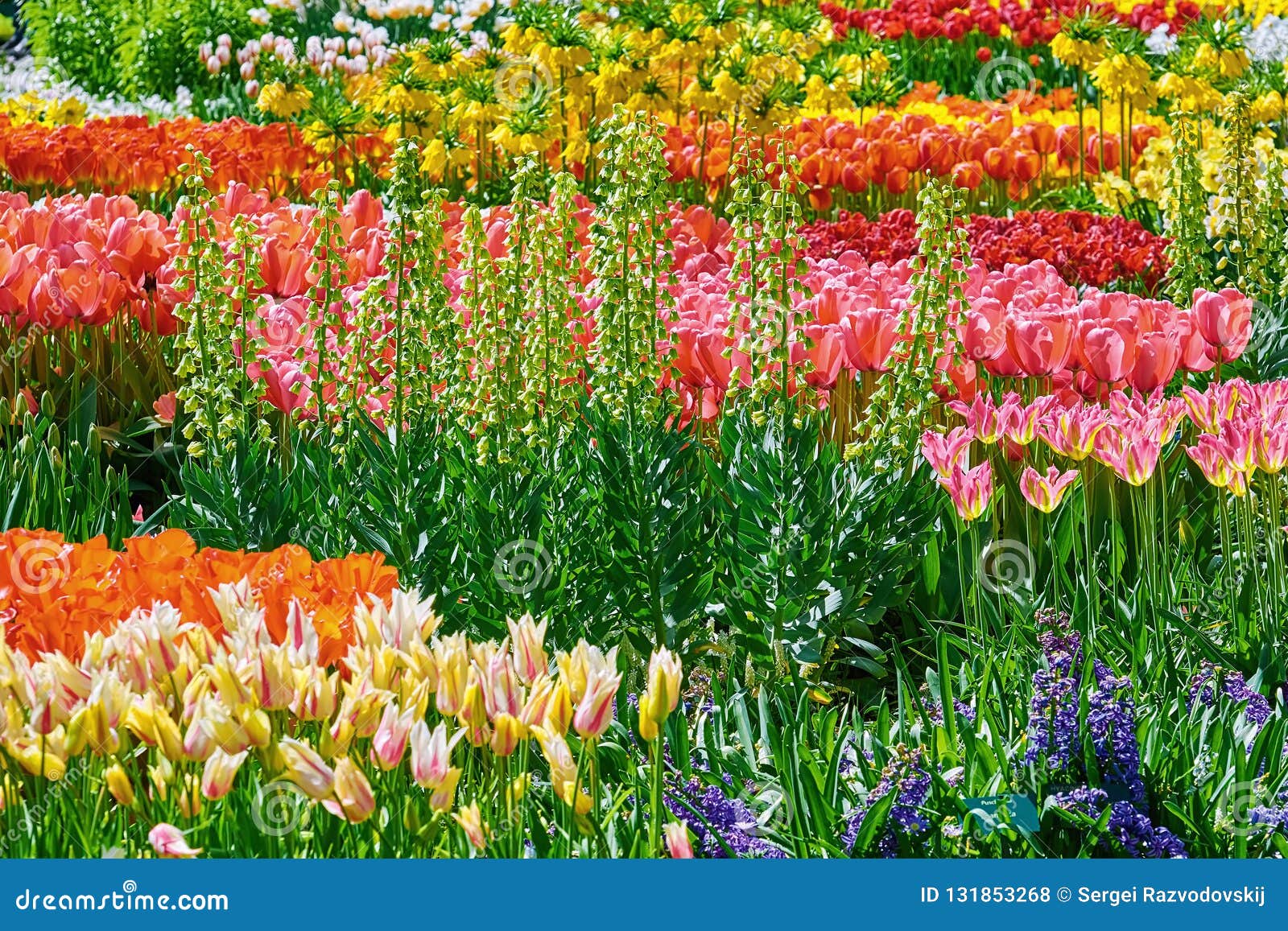 Tulips Flower Bed stock photo. Image of springblooming - 131853268