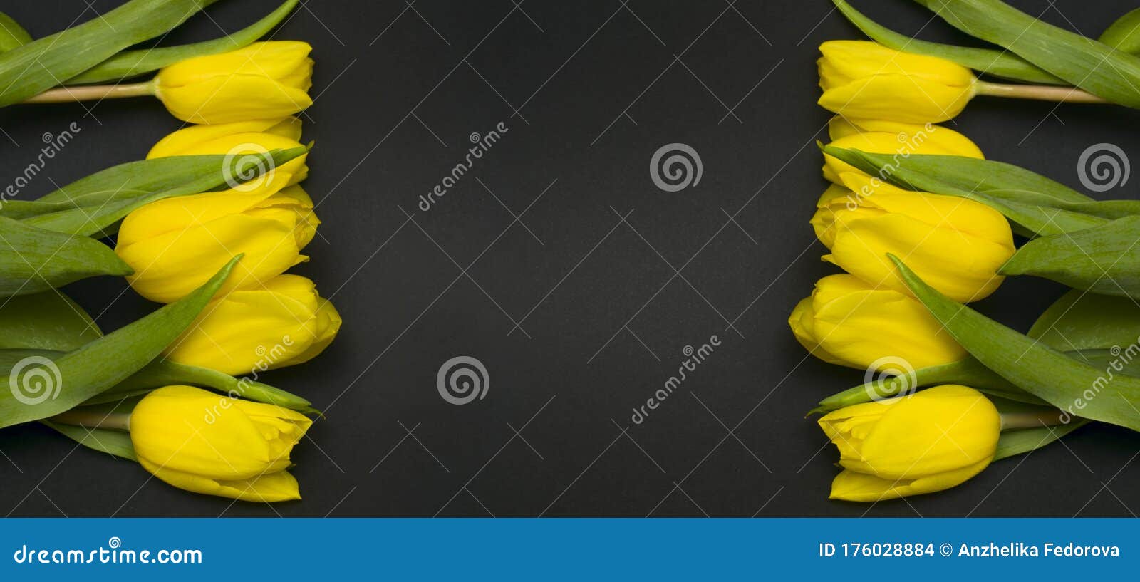A Tulips Flower on a Dark Background. a Condolence Card. Empty Space ...