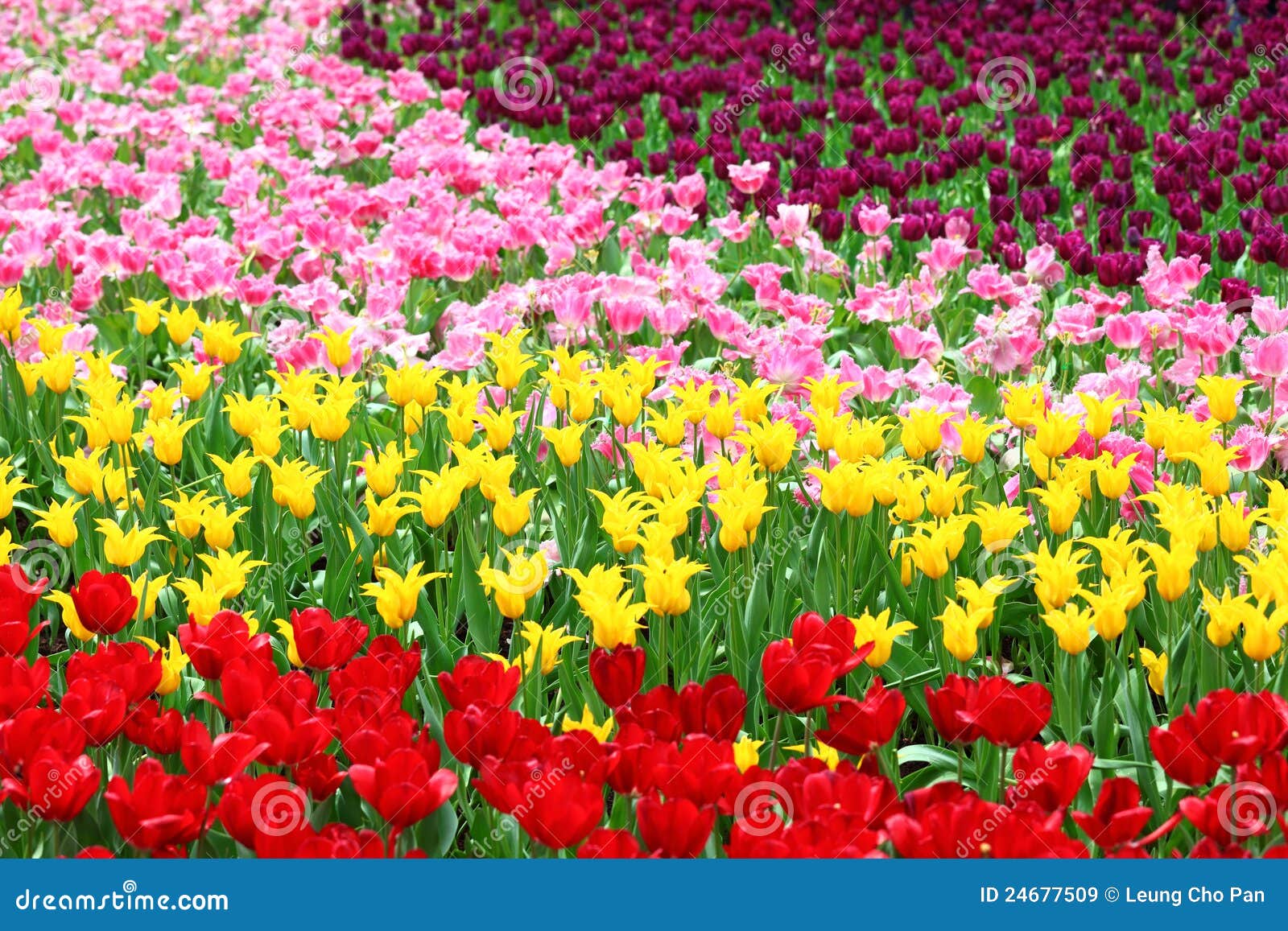 Tulips flower field stock image. Image of abloom, arrangement - 24677509