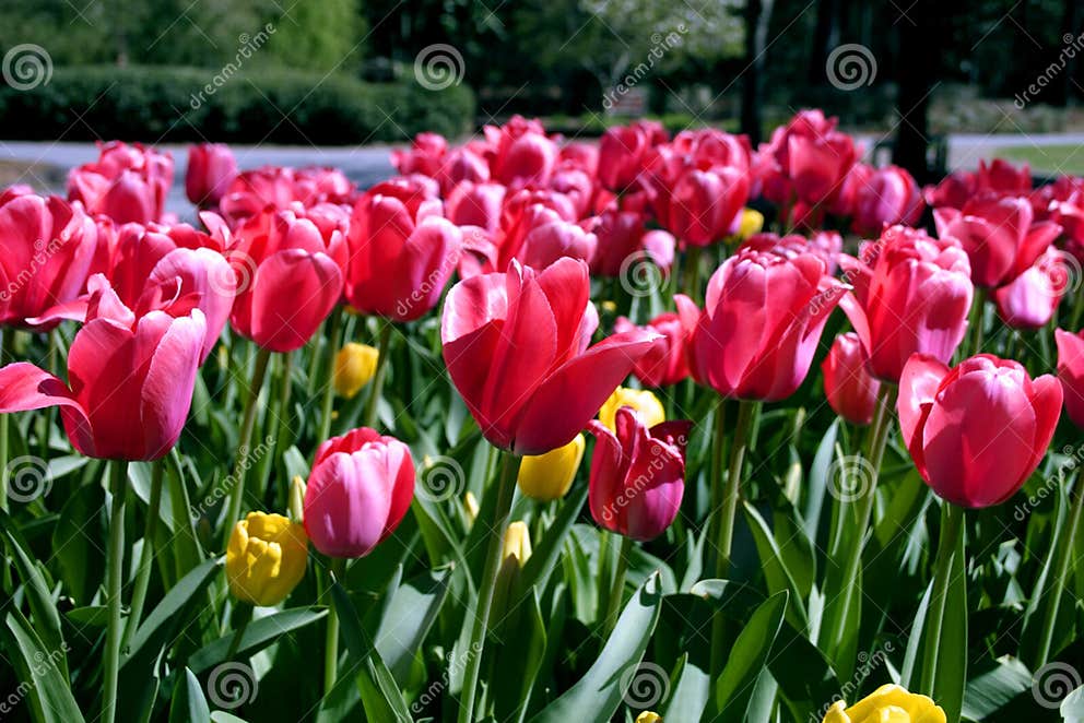 Tulips - flower greetings stock photo. Image of arrangements - 2634
