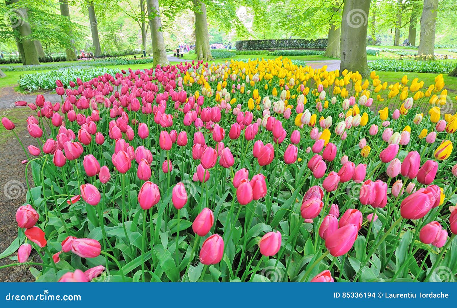 Tulips Flowers in Spring Time Stock Photo - Image of nature, field ...