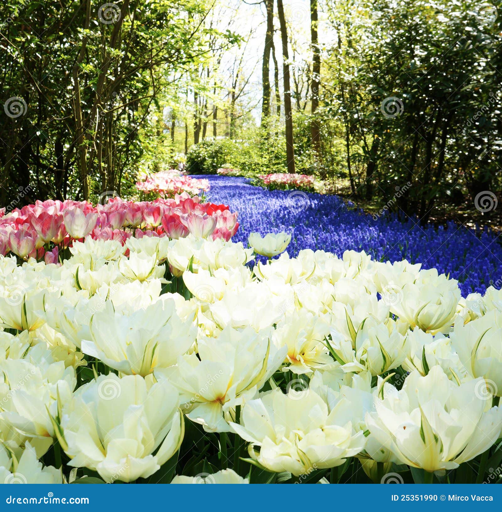 Tulips in the forest stock photo. Image of tulips, trees - 25351990
