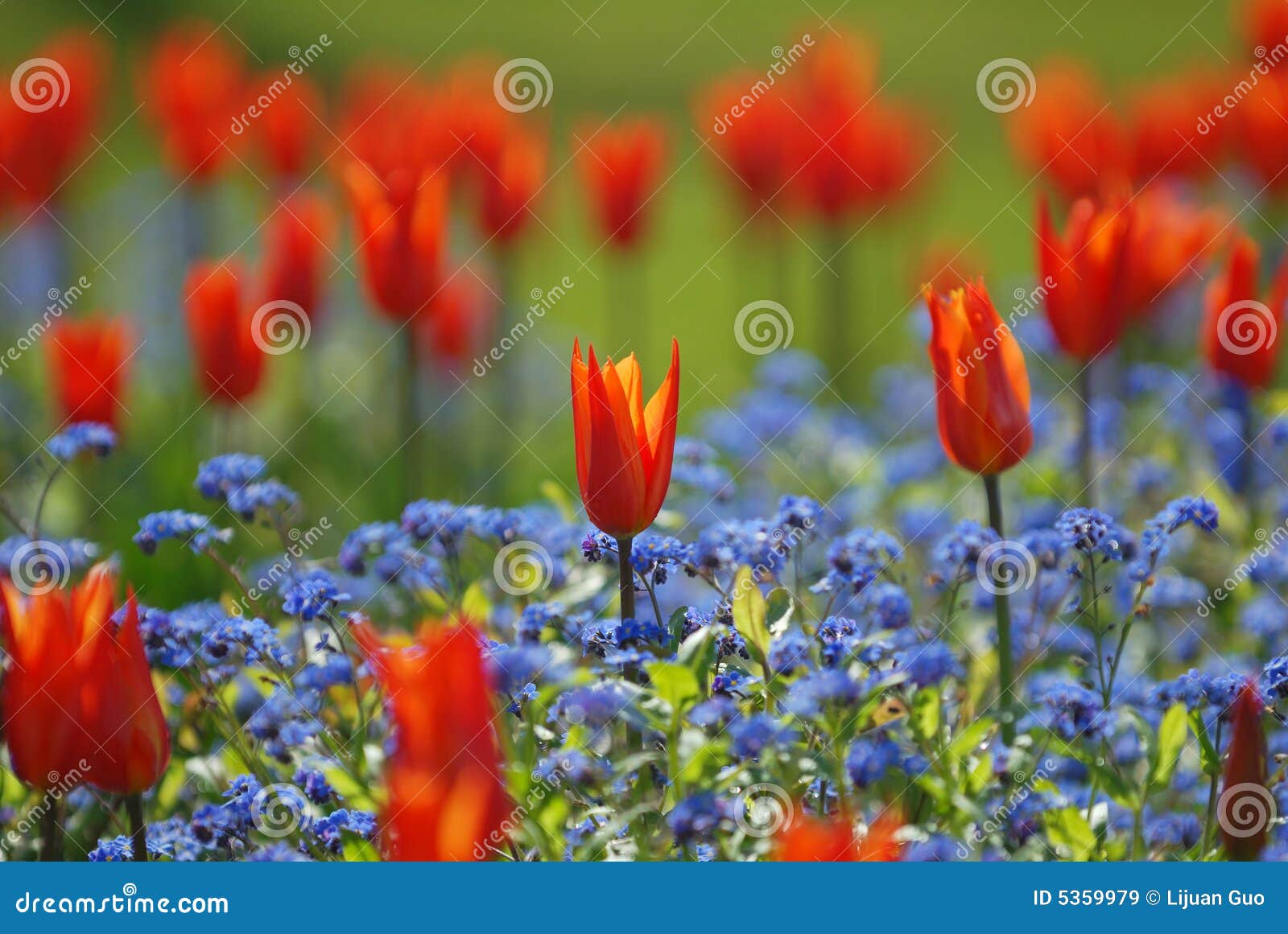 Tulips and forget-me-not stock image. Image of field, tulip - 5359979