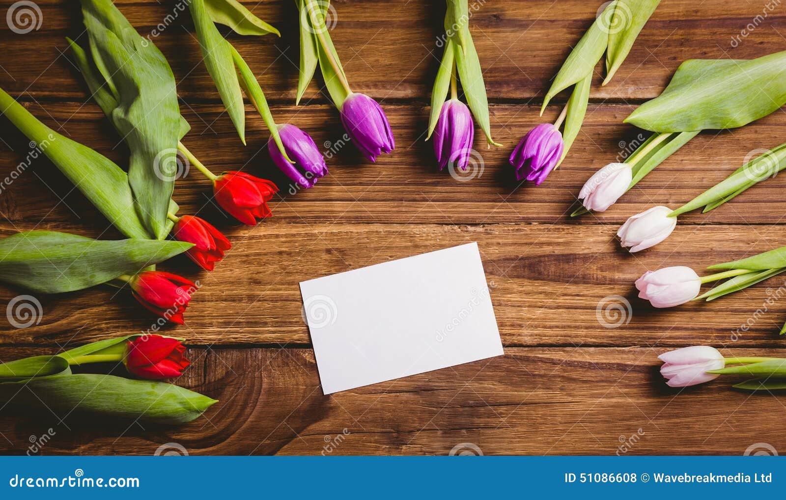 Tulips Forming Frame Around White Card Stock Photo - Image of plant ...